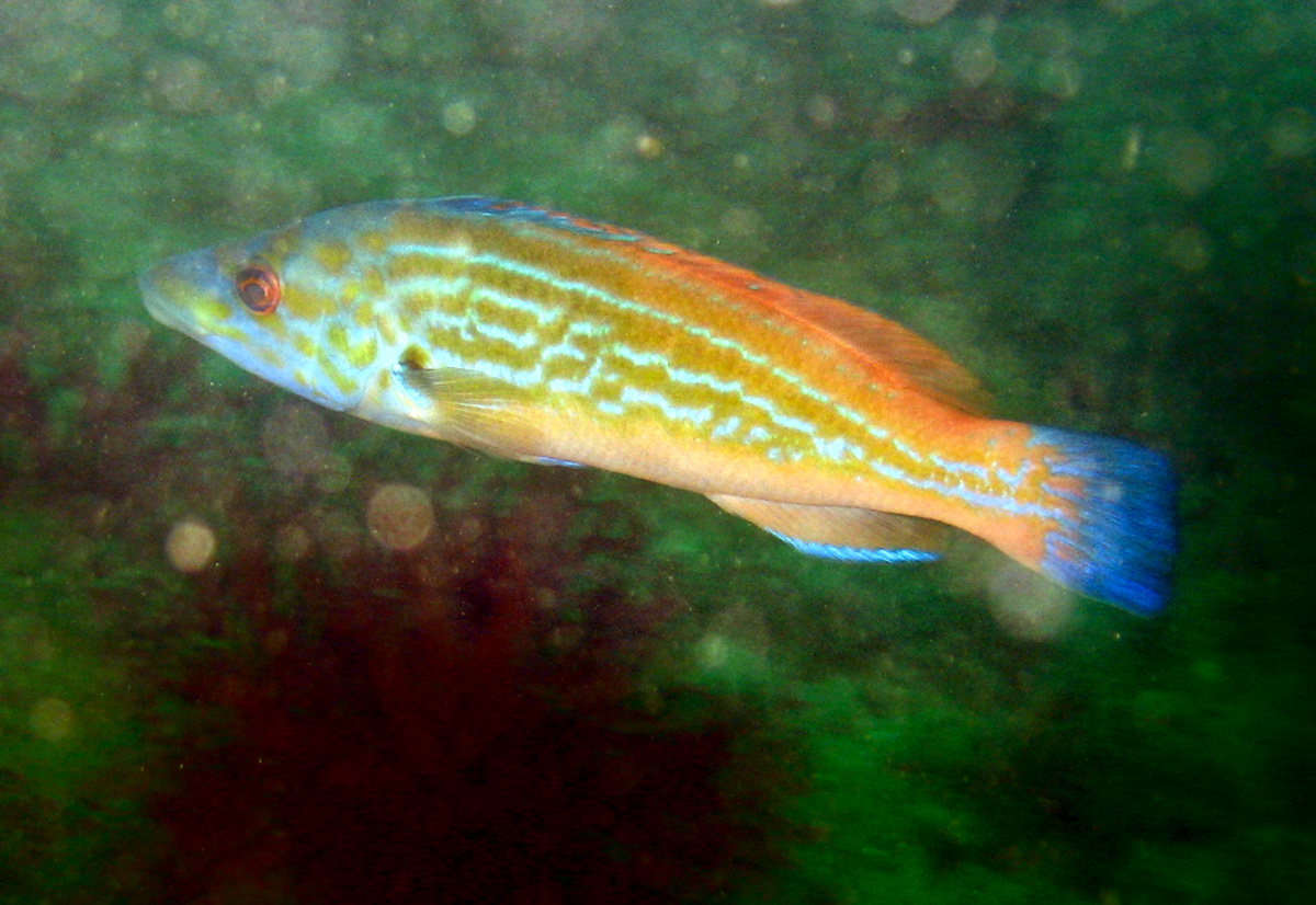 Wrasse Fishing Guide UK: Best Lures, Baits & Rigs for Rock Fishing for ...