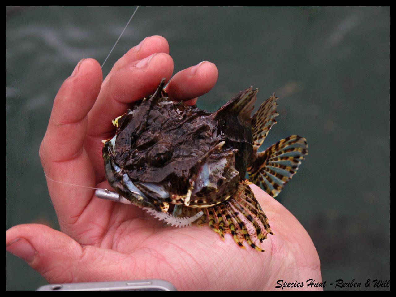 Scorpion Fish UK: How to Catch Them | mevagissey.co.uk