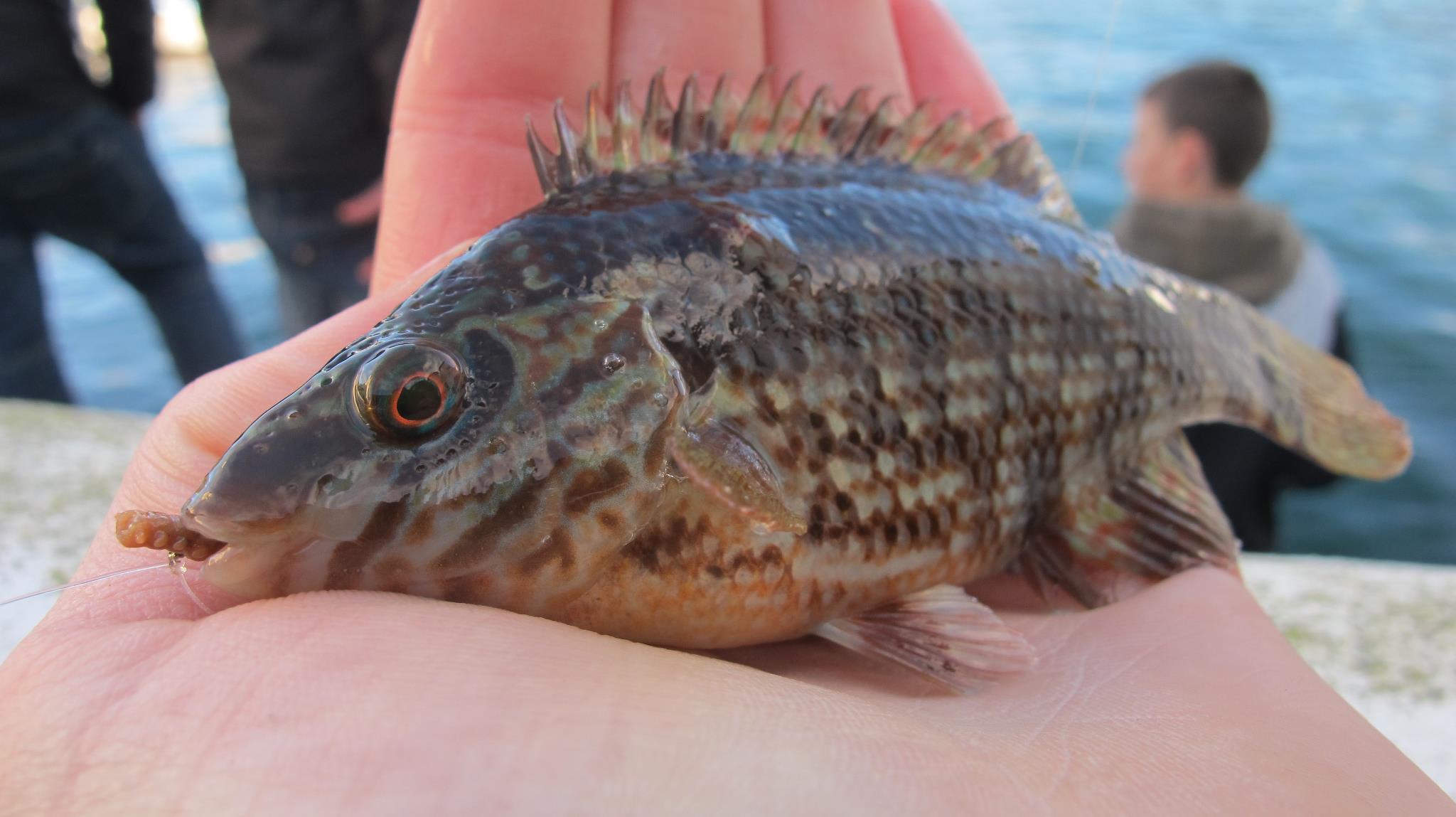 Wrasse Fishing Guide UK: Best Lures, Baits & Rigs for Rock Fishing for ...