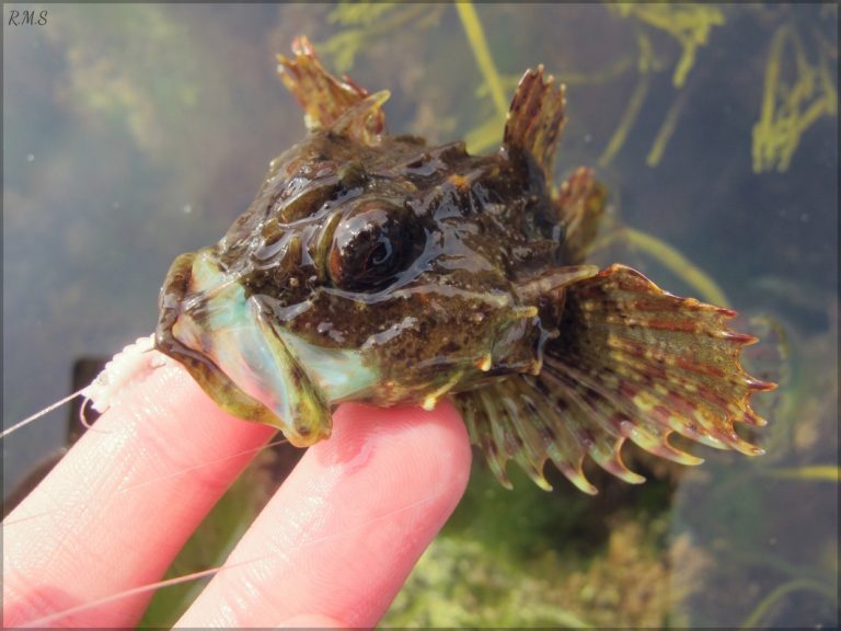Scorpion Fish UK: How to Catch Them | mevagissey.co.uk