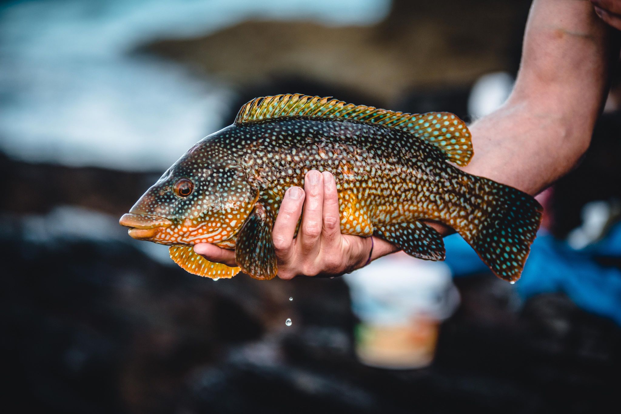 Wrasse Fishing Guide UK: Best Lures, Baits & Rigs for Rock Fishing for ...