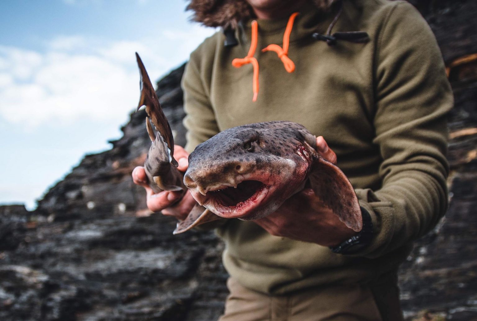 Catching Dogfish & Bull Huss: An Anglers Species Guide – Mevagissey ...