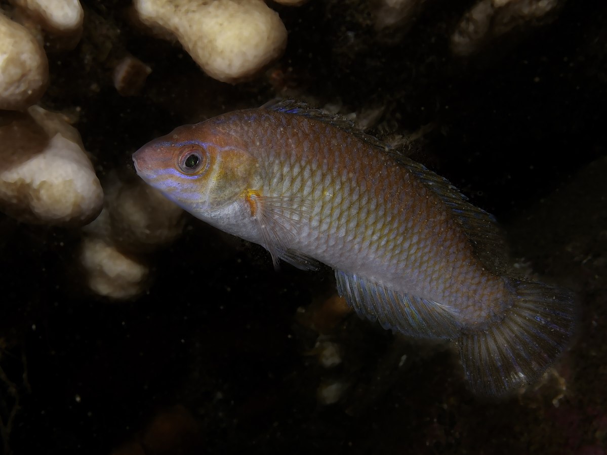 Wrasse Fishing Guide UK: Best Lures, Baits & Rigs for Rock Fishing for ...