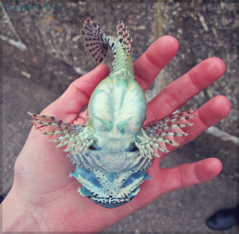 Scorpion Fish UK: How to Catch Them | mevagissey.co.uk
